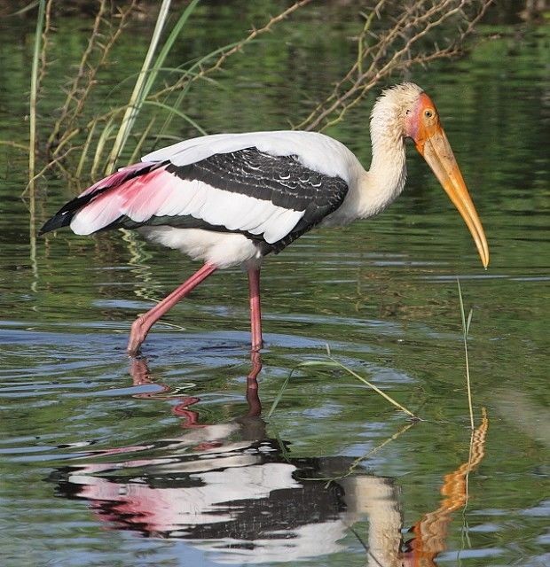 Details : Painted Stork - BirdGuides