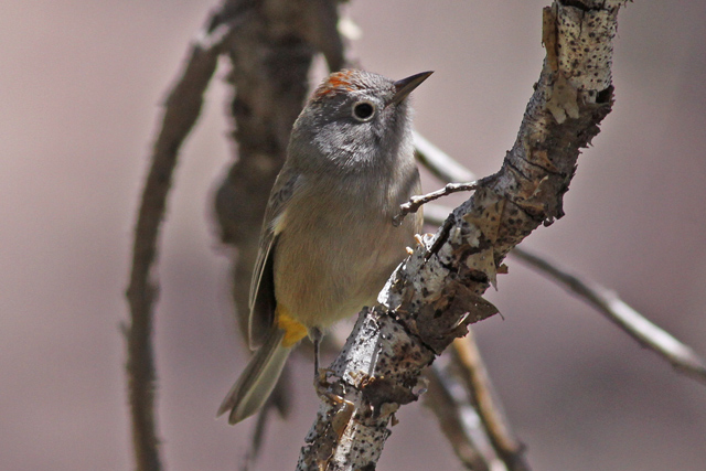 Details : Colima Warbler - BirdGuides