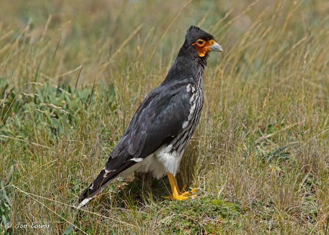 Details : Carunculated Caracara - BirdGuides