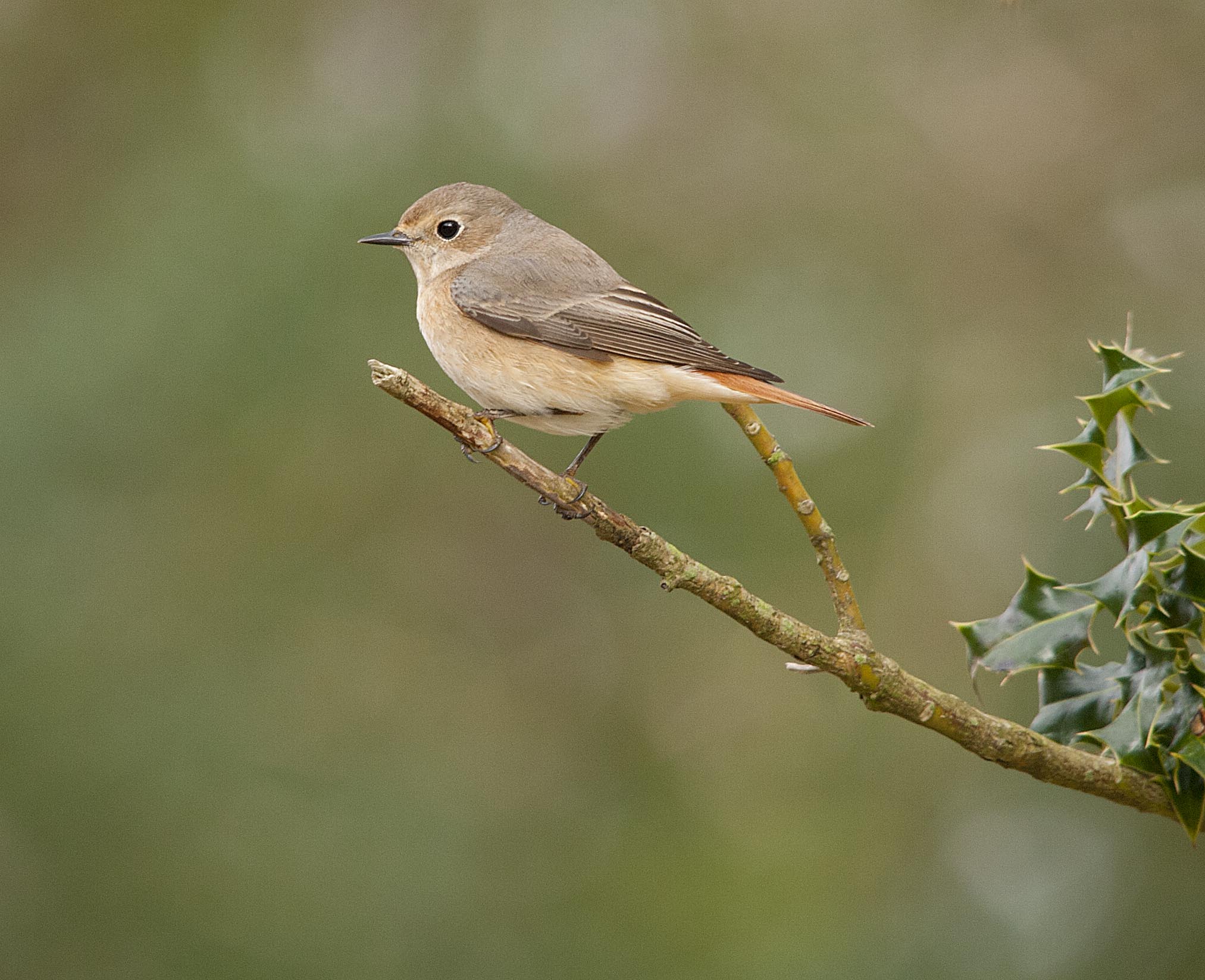 Details : Common Redstart - BirdGuides
