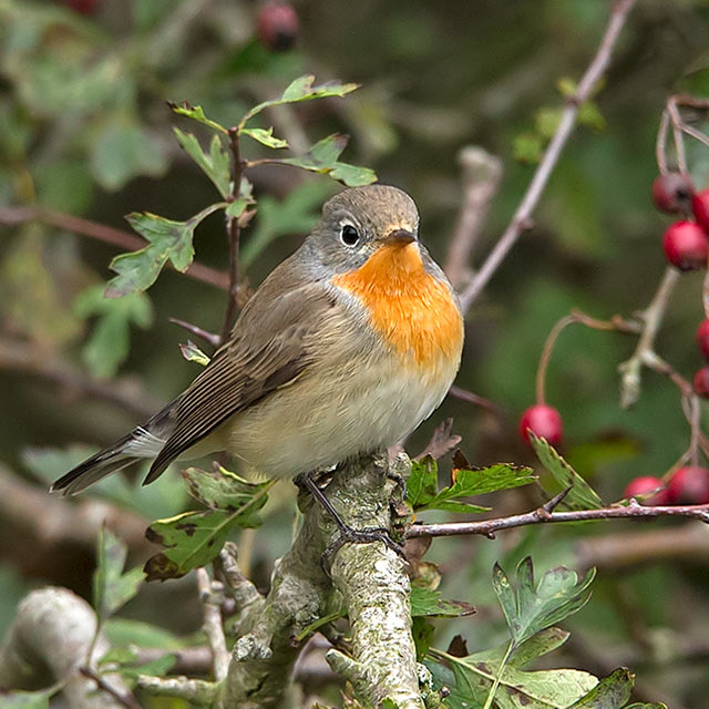 Details : Red-breasted Flycatcher - BirdGuides