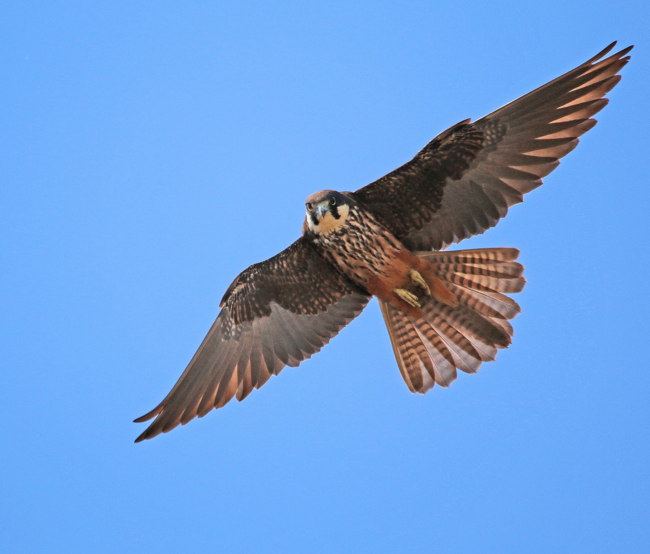 Eleonora's Falcon by Andy Mould - BirdGuides