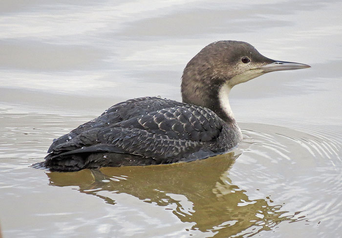 Details : Pacific Diver - BirdGuides