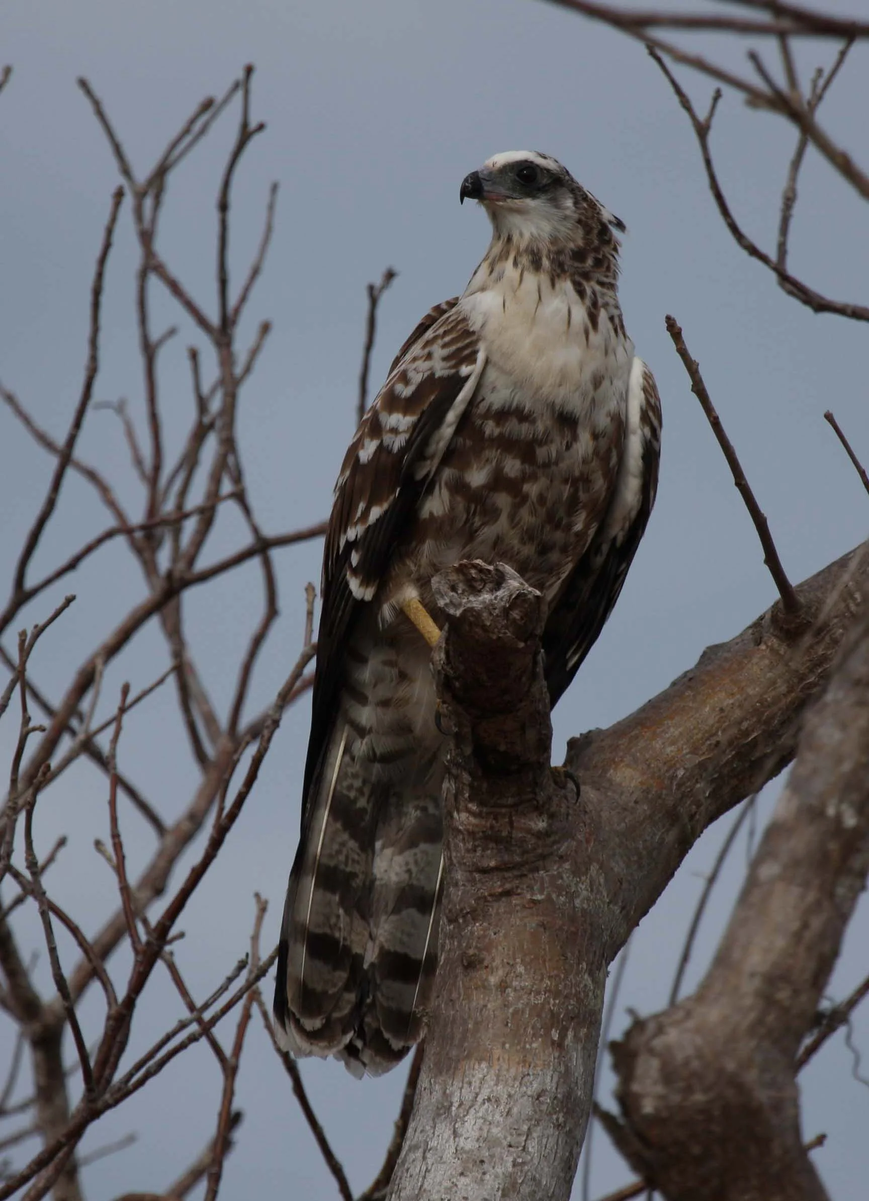 Details : Madagascar Harrier-Hawk - BirdGuides