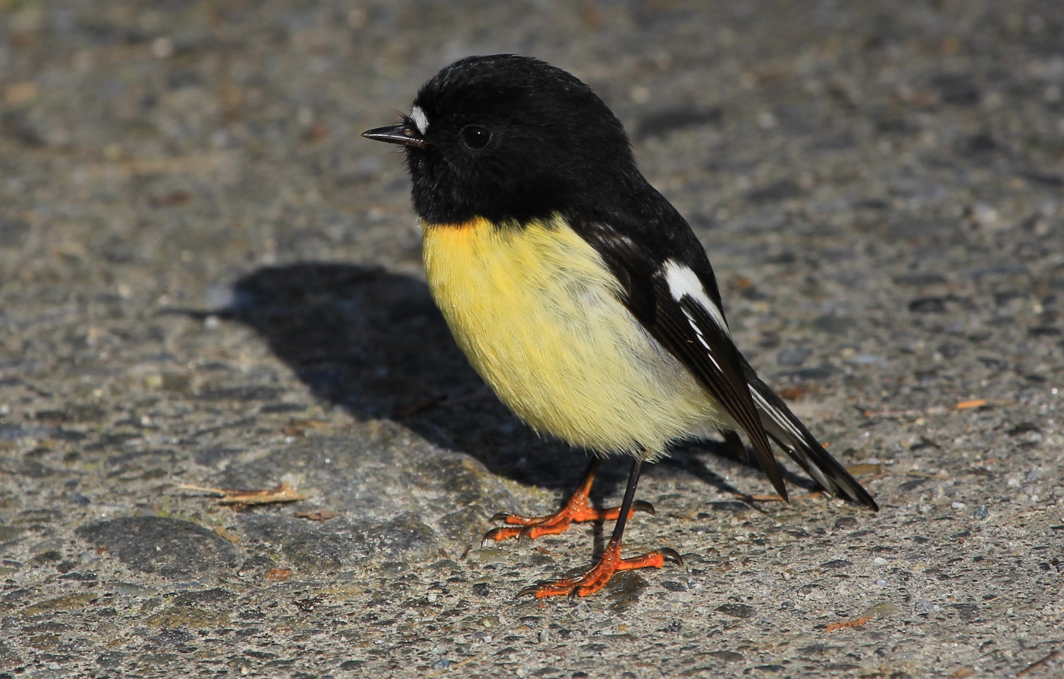 Details : Tomtit - BirdGuides