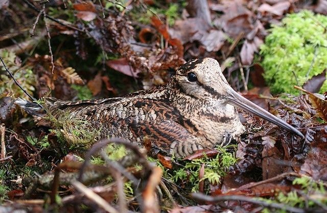 Details : Eurasian Woodcock - BirdGuides