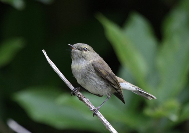 Details : Grey Gerygone - BirdGuides