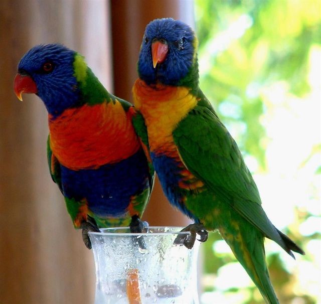 Details : Coconut Lorikeet - BirdGuides