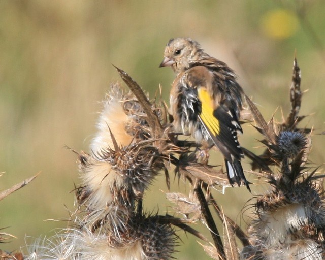 Goldfinch by Simon Kidner - BirdGuides