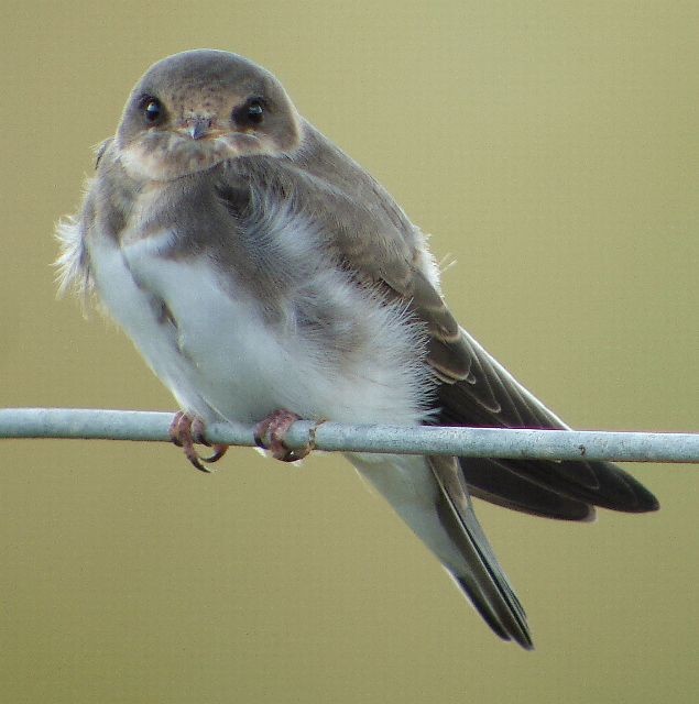 Details : Sand Martin - BirdGuides