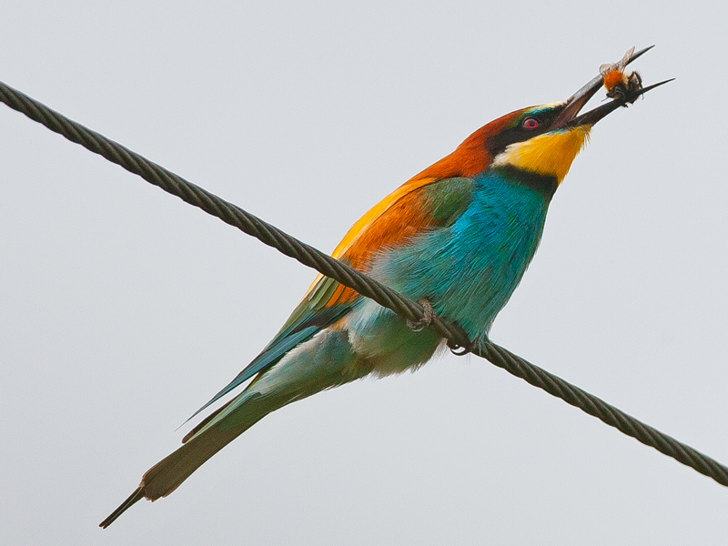 Details : European Bee-eater - BirdGuides