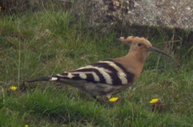Details : Hoopoe - BirdGuides