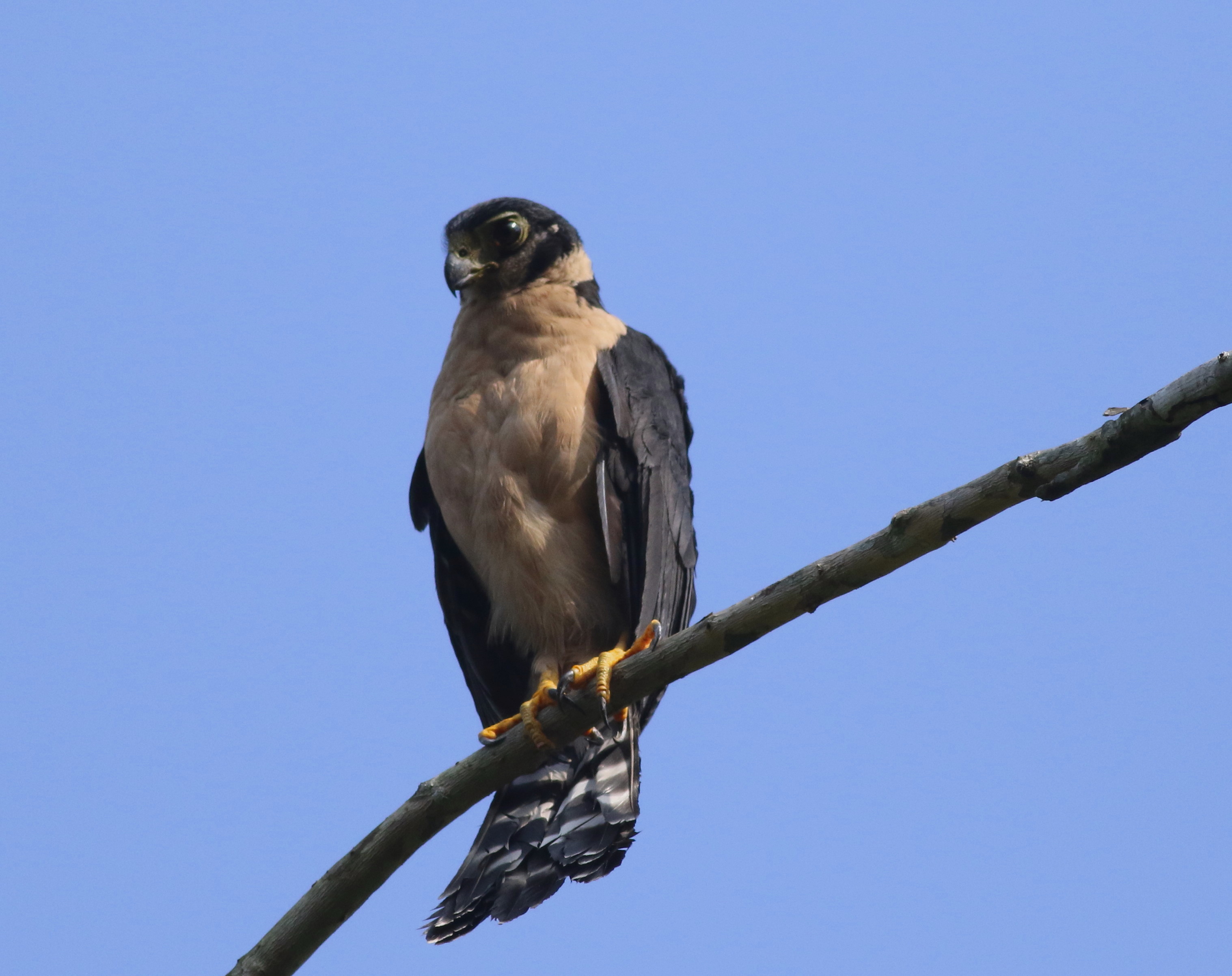 Details : Collared Forest Falcon - BirdGuides