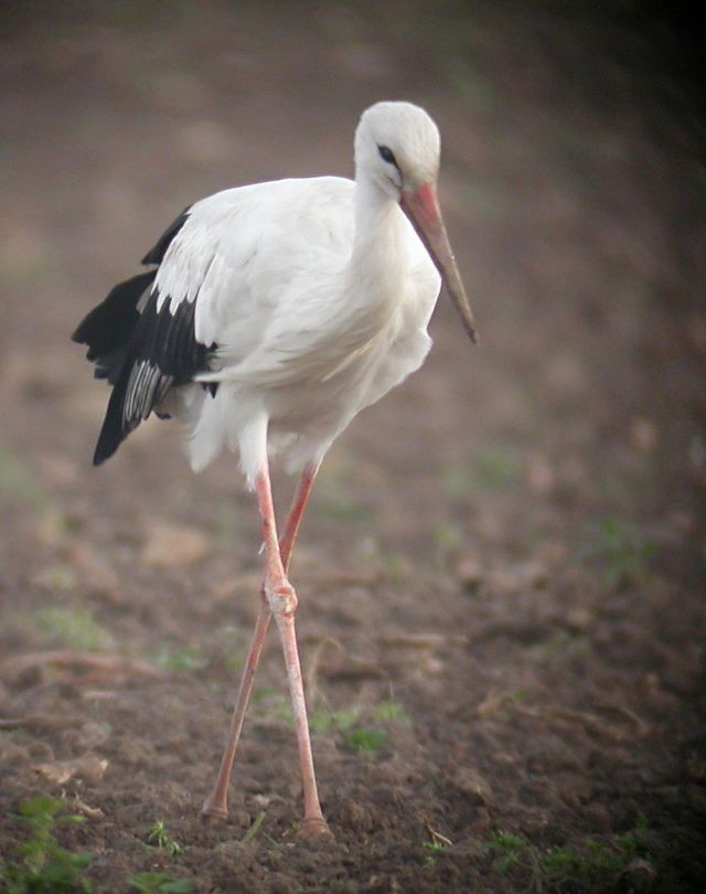 Details : White Stork - BirdGuides