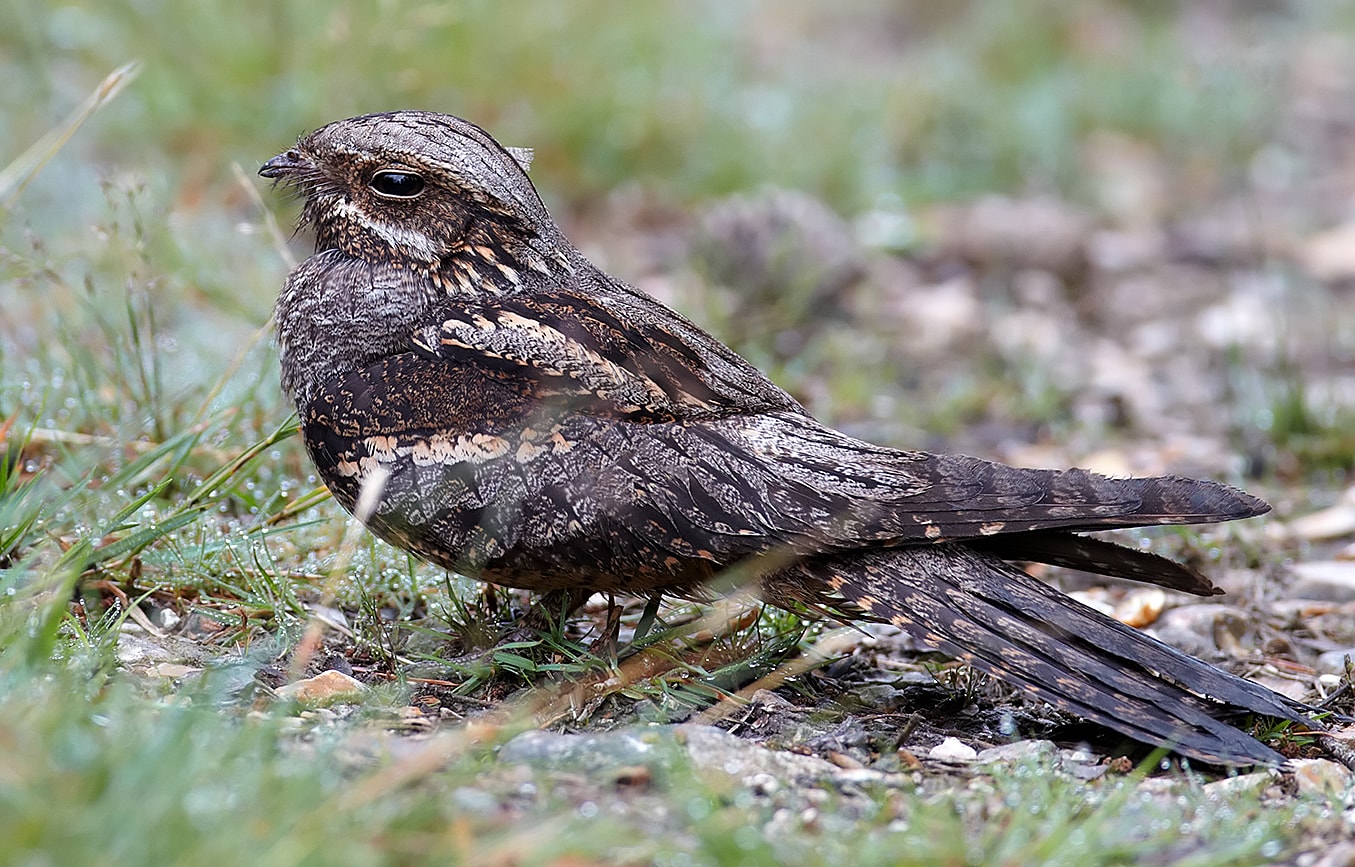 European Nightjar by Simon Johnson - BirdGuides
