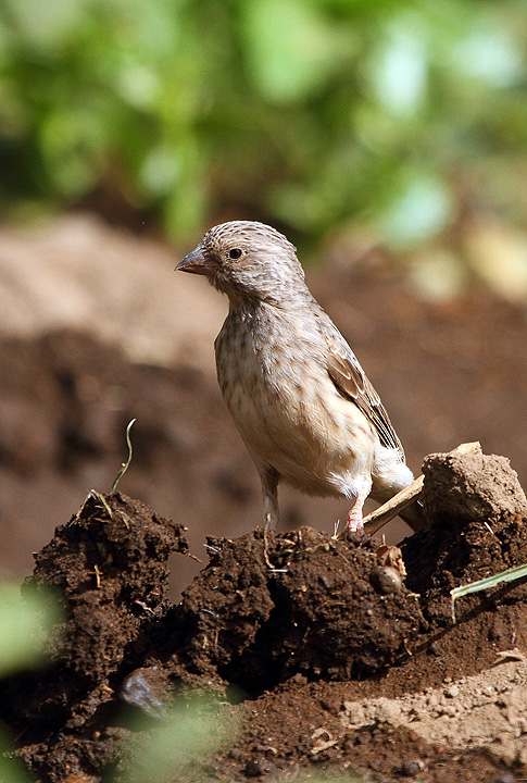 Details : White-rumped Seedeater - BirdGuides