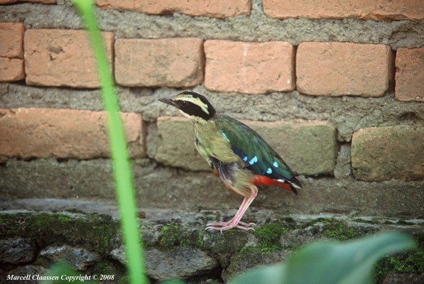 Details : African Pitta - BirdGuides