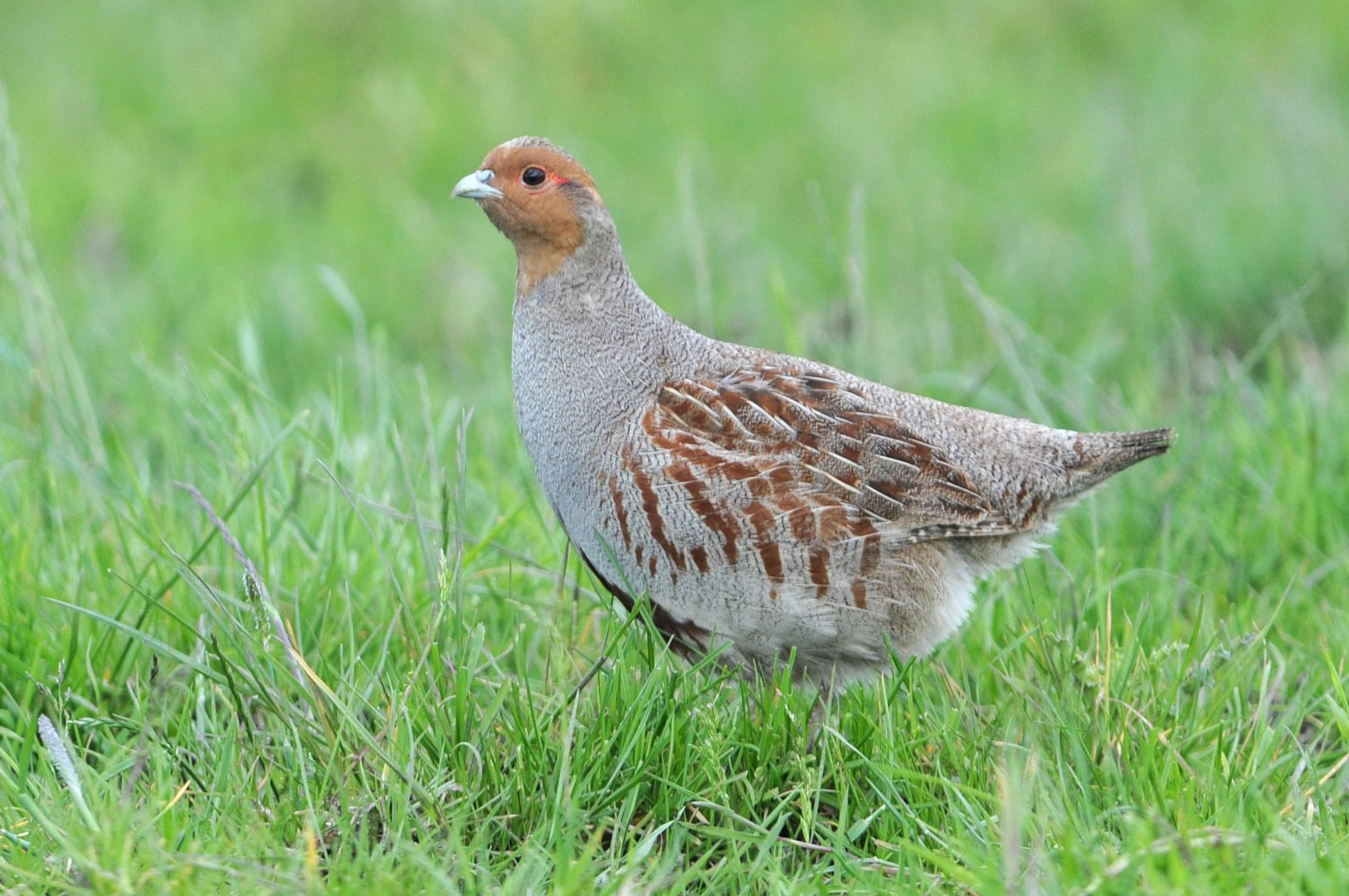 Grey Partridge by Nick Appleton - BirdGuides