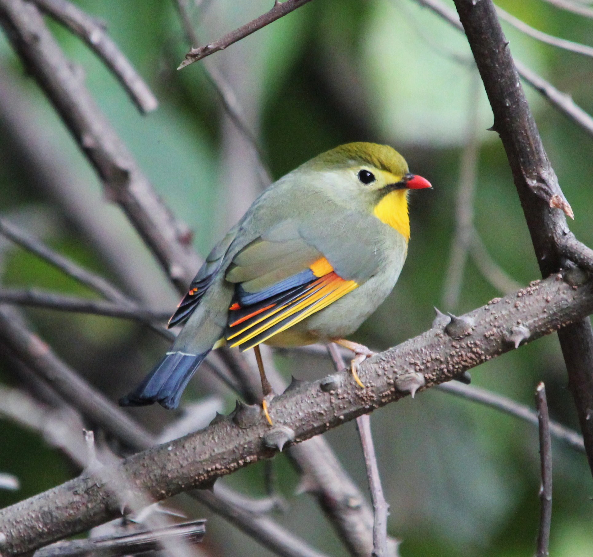 Details : Red-billed Leiothrix - BirdGuides