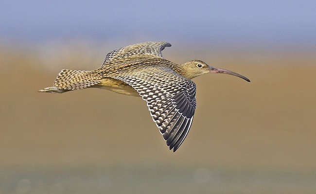 Over half of the world's curlew and godwit species face extinction ...