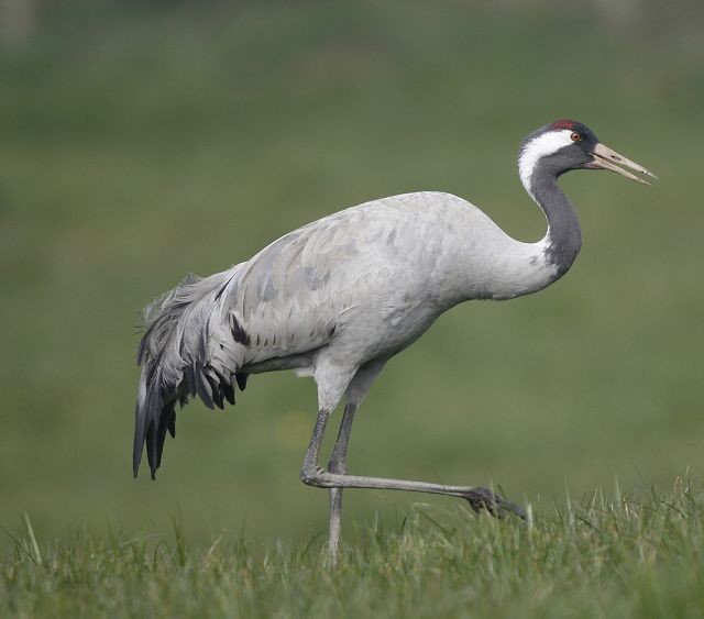Details : Common Crane - BirdGuides