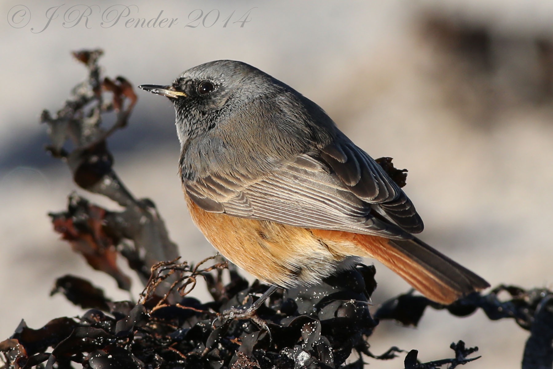 Details : Eastern Black Redstart - BirdGuides