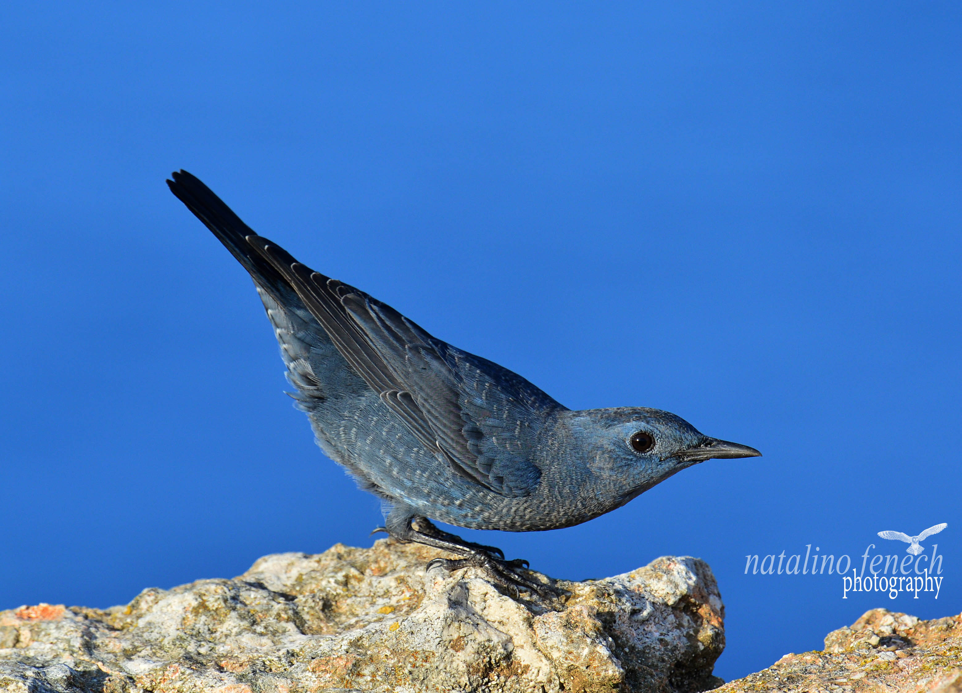Rarity finders: Blue Rock Thrush in Gloucestershire - BirdGuides