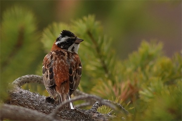 Details : Rustic Bunting - BirdGuides