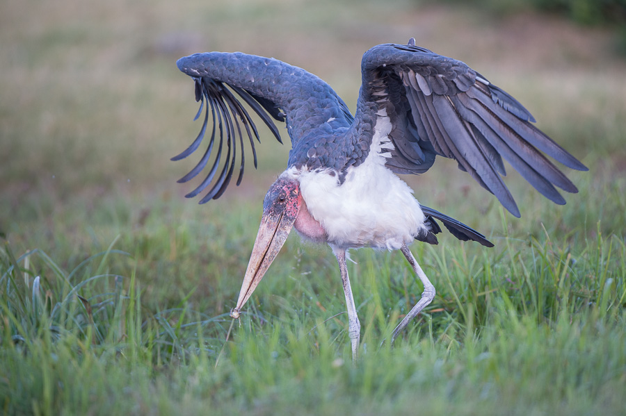 Marabou Stork populations slump in West Africa - BirdGuides