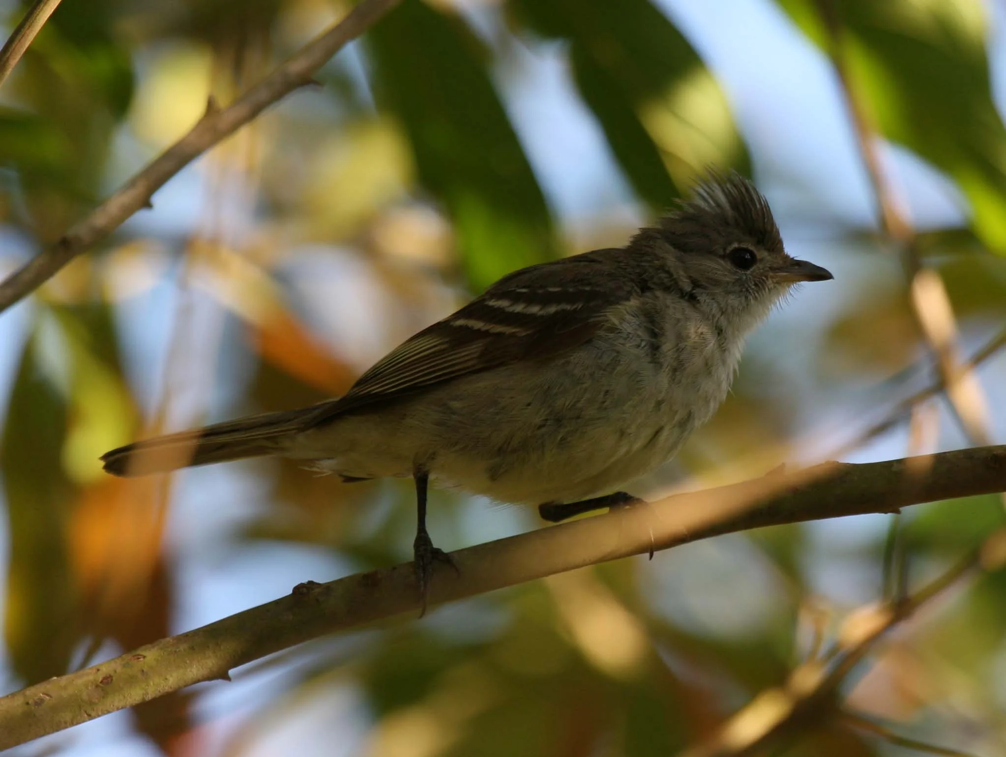 Details : Yellow-bellied Elaenia - BirdGuides