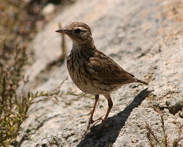 Details : Australian Pipit - BirdGuides