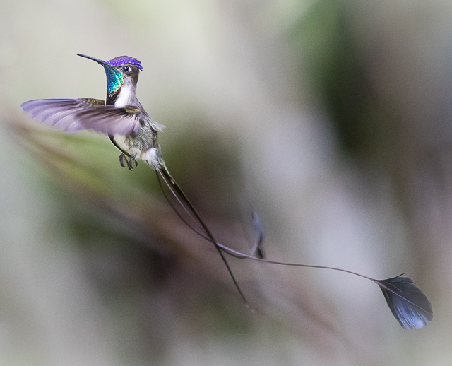 Details : Marvelous Spatuletail - BirdGuides
