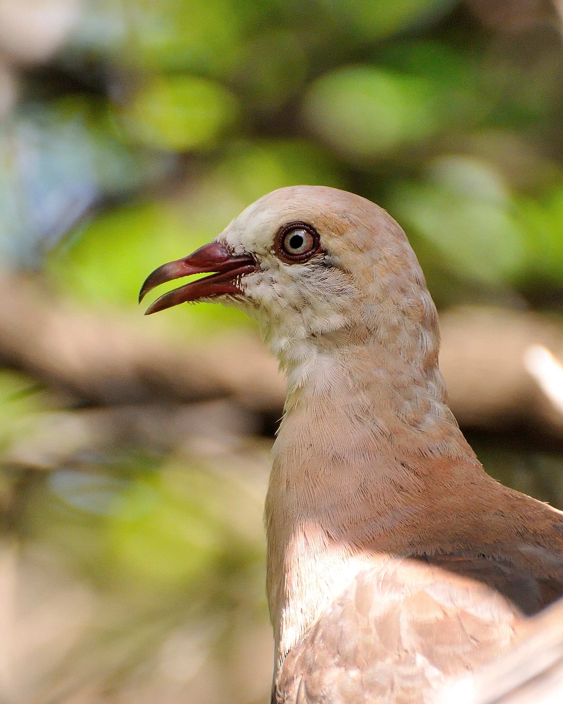 Details : Pink Pigeon - BirdGuides