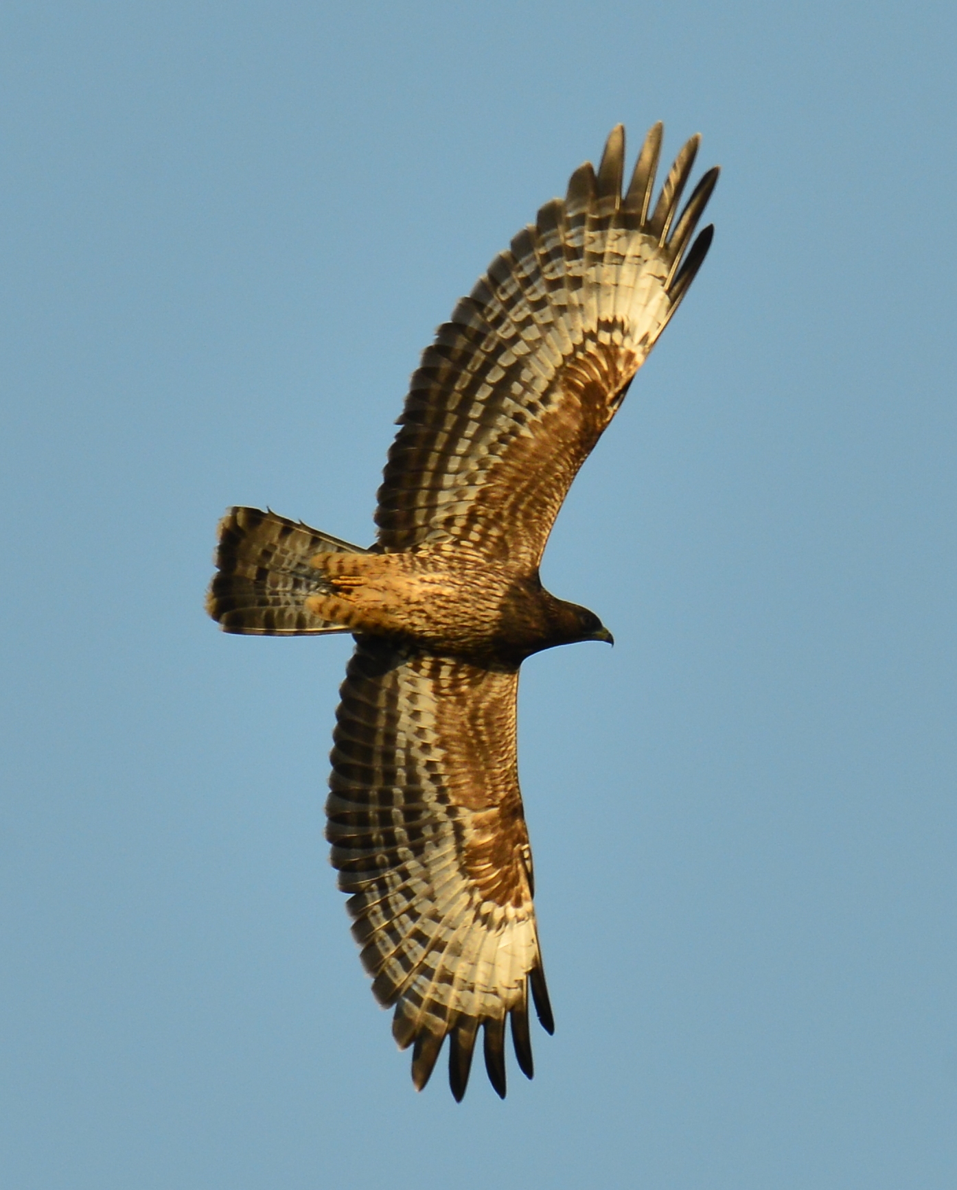 Details : European Honey Buzzard - BirdGuides