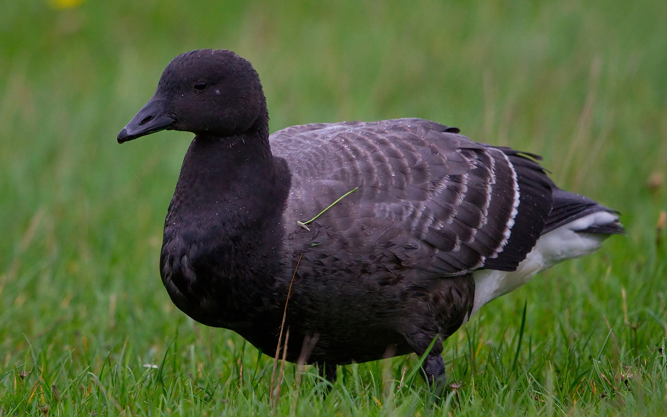 Details : Dark-bellied Brent Goose - BirdGuides
