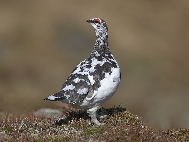 Details : Ptarmigan - BirdGuides