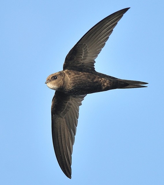 Details : Common Swift - BirdGuides