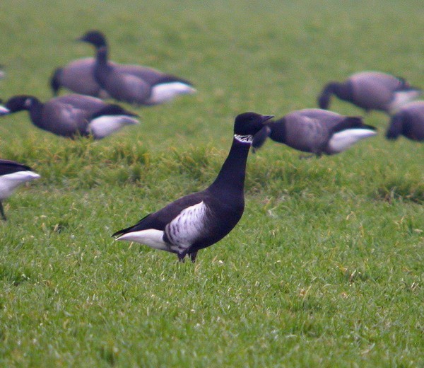 Details : Black Brant - BirdGuides