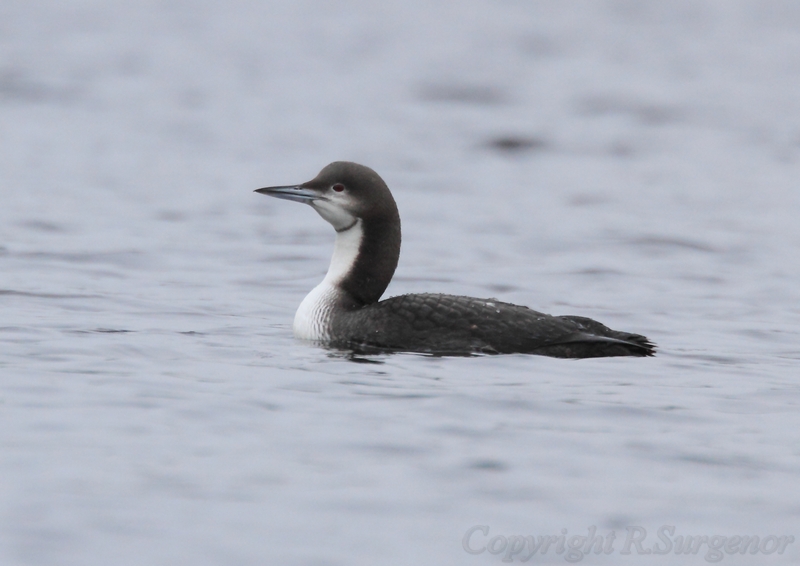 Details : Pacific Diver - BirdGuides