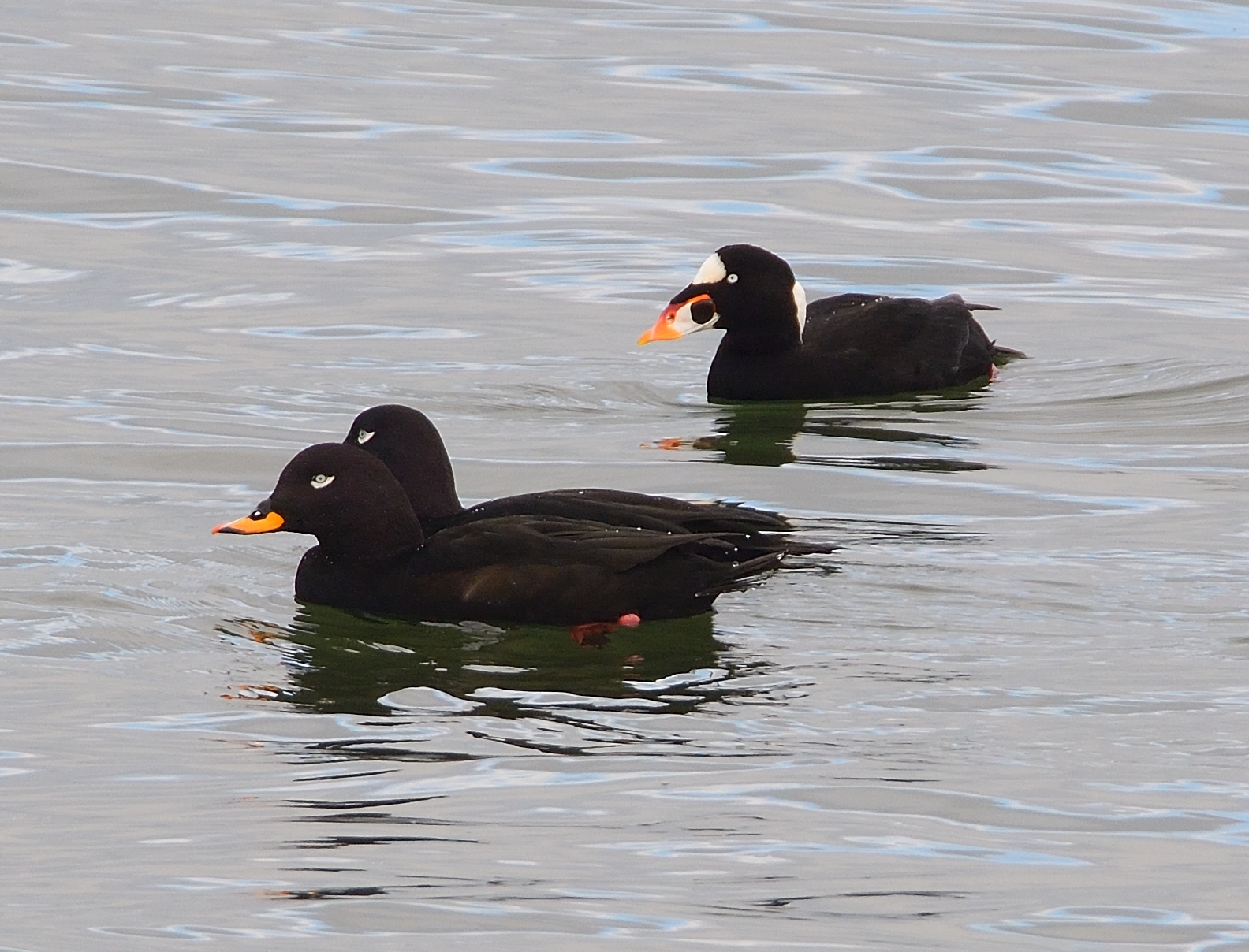 Details : Surf Scoter - BirdGuides