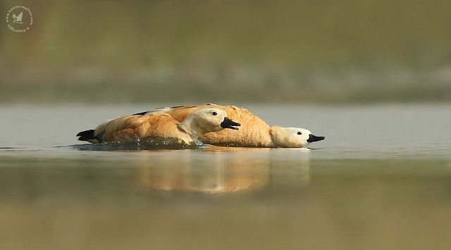Details : Ruddy Shelduck - BirdGuides