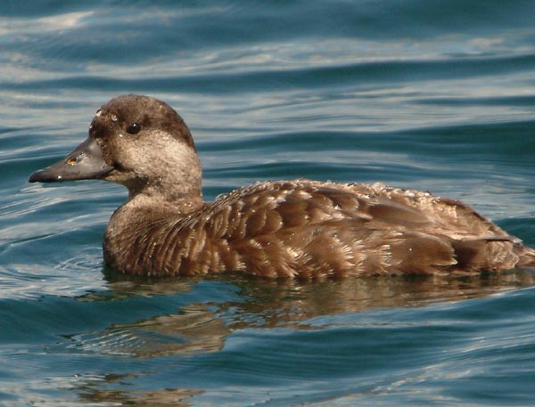 Details : Common Scoter - BirdGuides