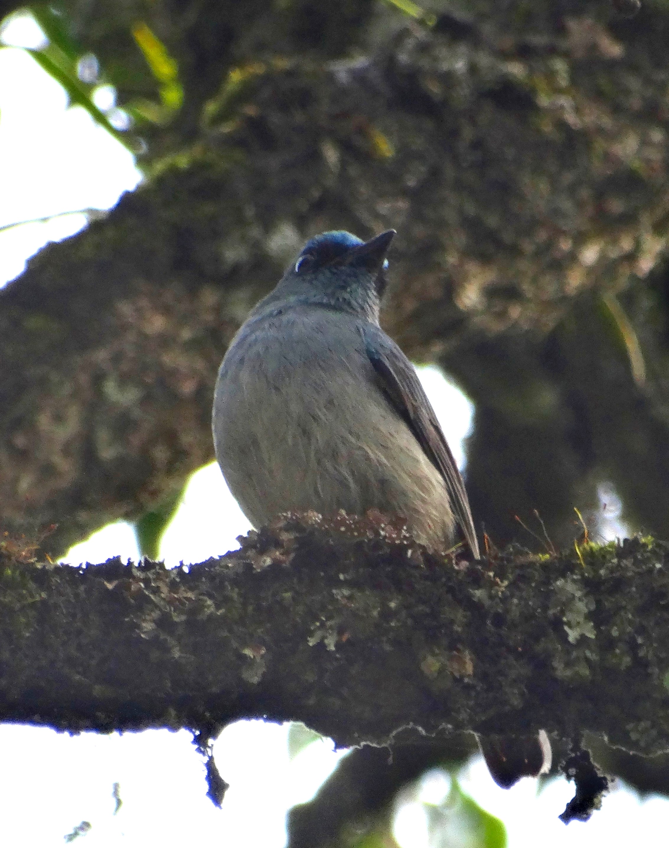 Details : Dull-blue Flycatcher - BirdGuides