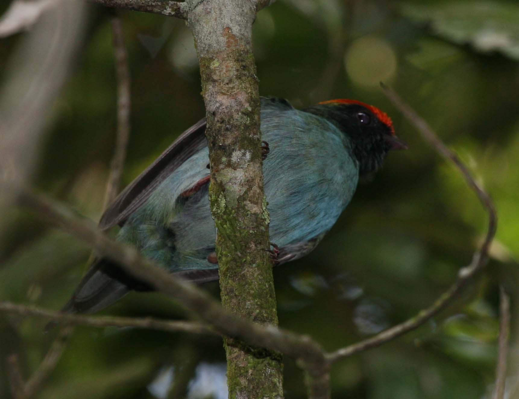 Details : Blue Manakin - BirdGuides