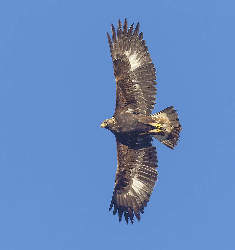 Final English Golden Eagle missing, feared dead - BirdGuides