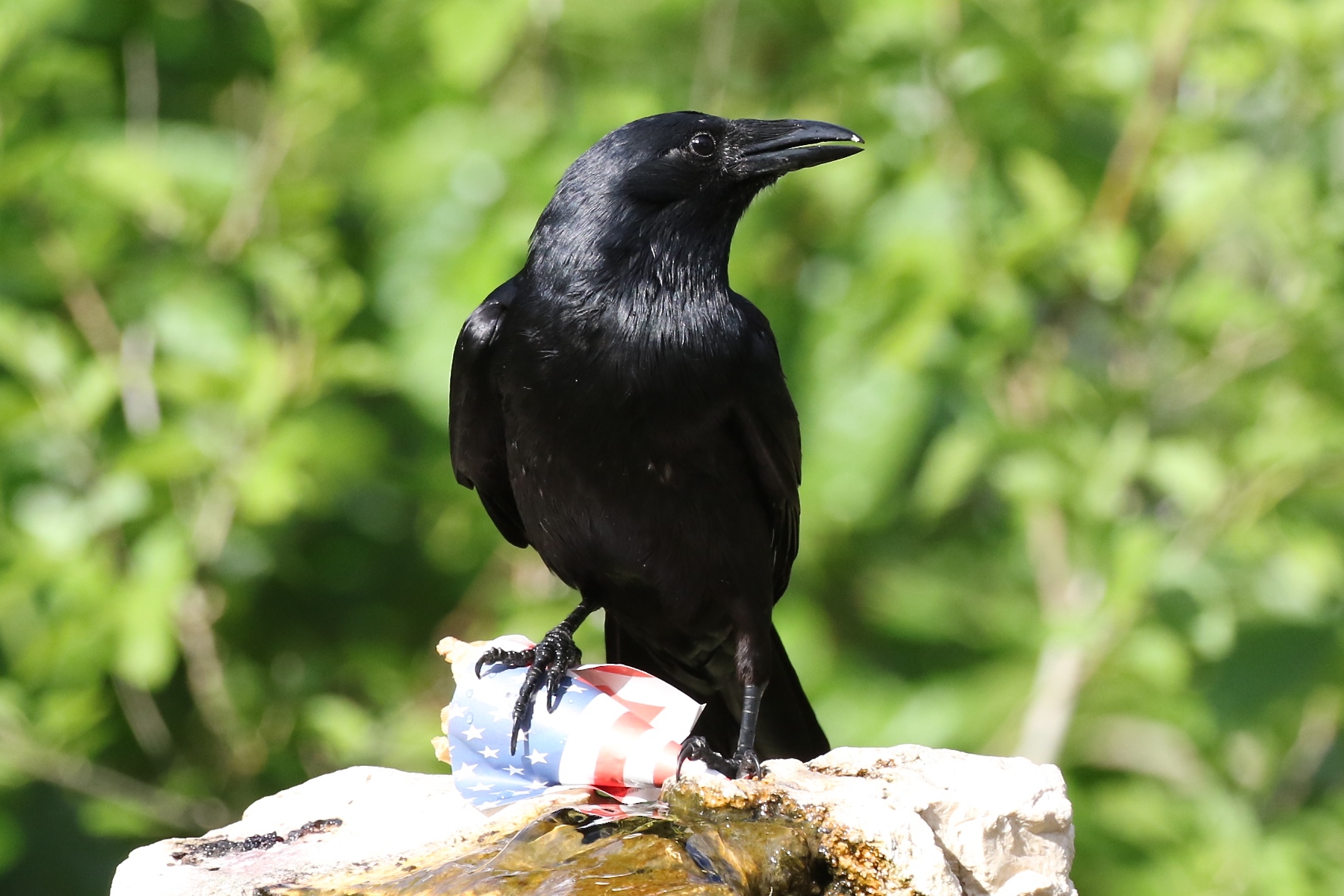 Details : Fish Crow - BirdGuides