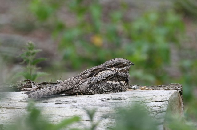 Nightjar causes a stir at The Lodge - BirdGuides