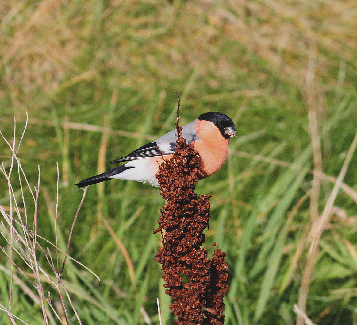 Details : Northern Bullfinch - BirdGuides