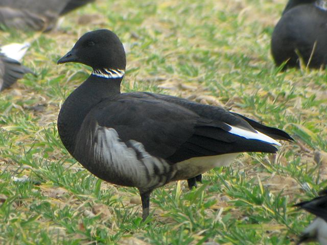 Details : Black Brant - BirdGuides