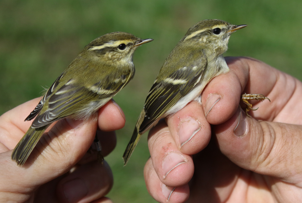 An exceptional arrival of Yellow-browed Warblers at Flamborough Head ...